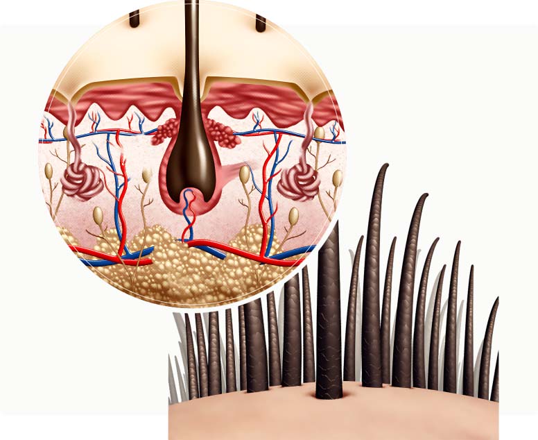 Scientifically Proven Tools for Hair