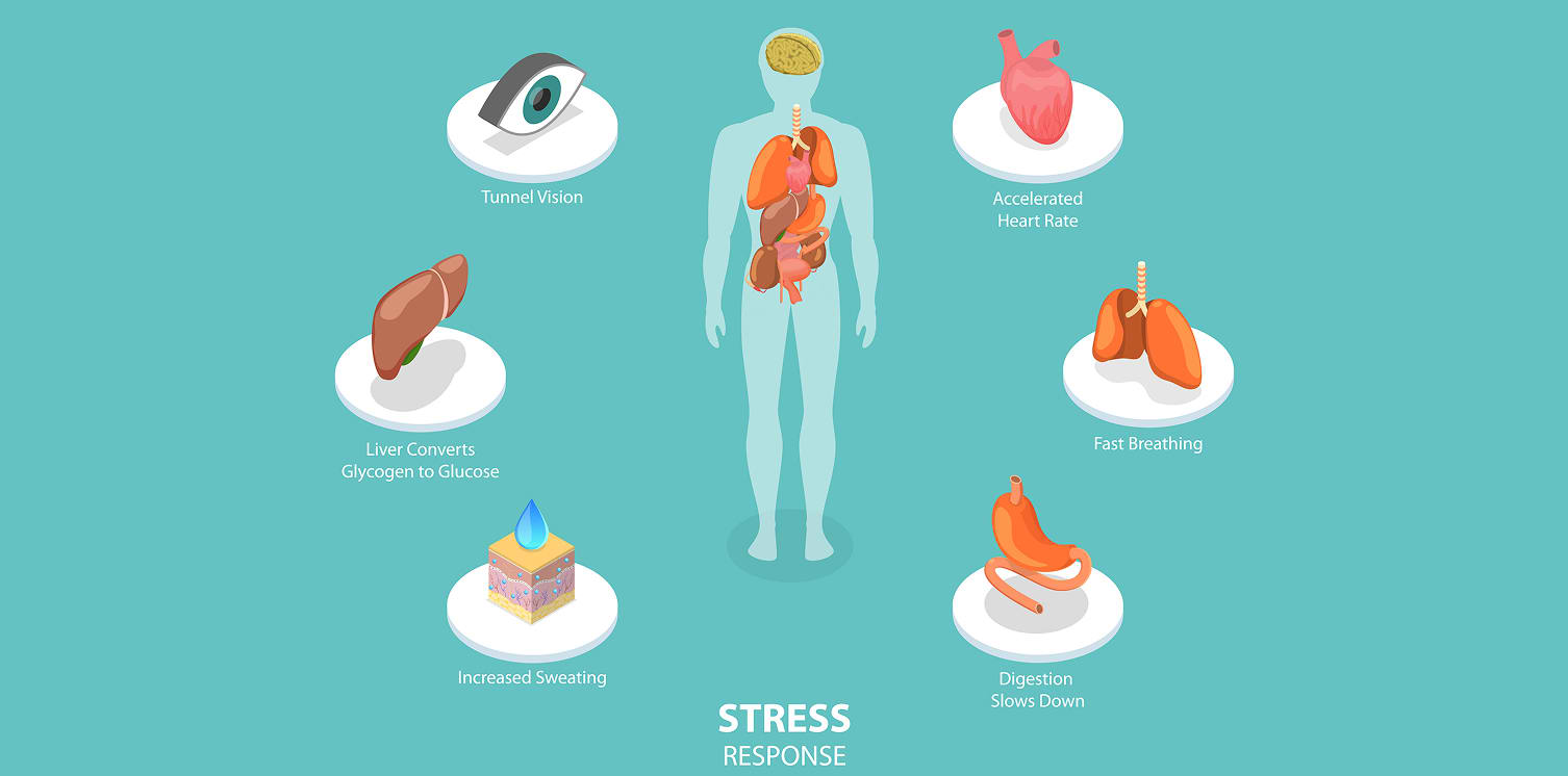 The Role of Fascia in Mental Wellness: Stress and Self-Care