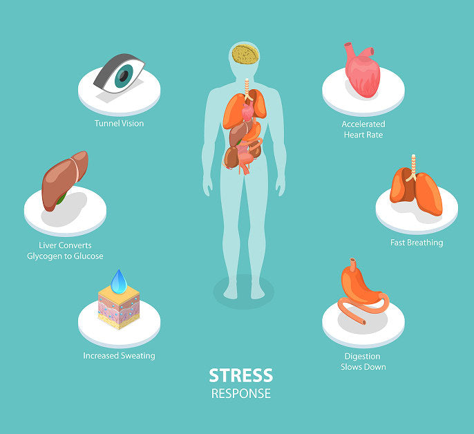 The Role of Fascia in Mental Wellness: Stress and Self-Care