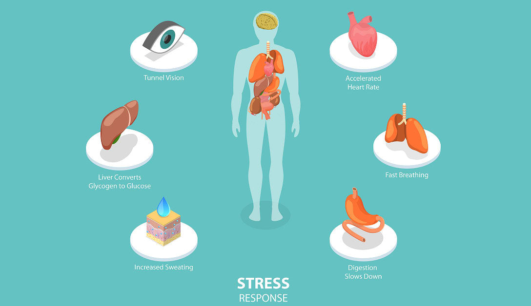 The Role of Fascia in Mental Wellness: Stress and Self-Care