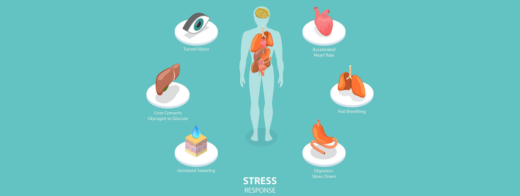 The Role of Fascia in Mental Wellness: Stress and Self-Care