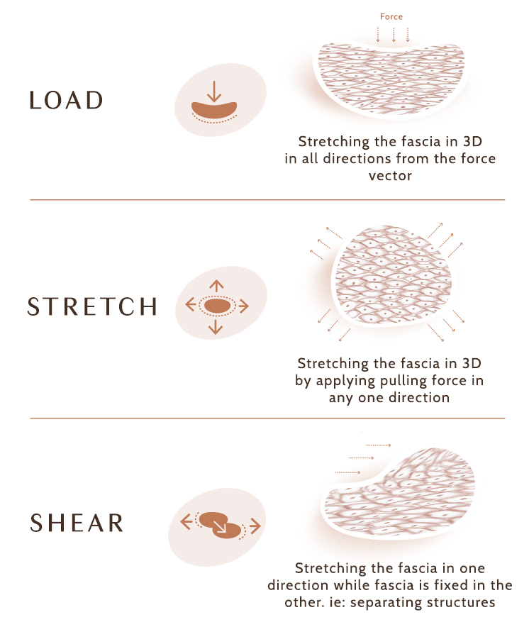 What is Fasciology - Rename this A Walk Down Fasciology Lane